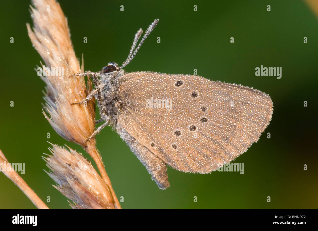 large blue blue Maculinea nausithous blue butterfly Stock Photo - Alamy