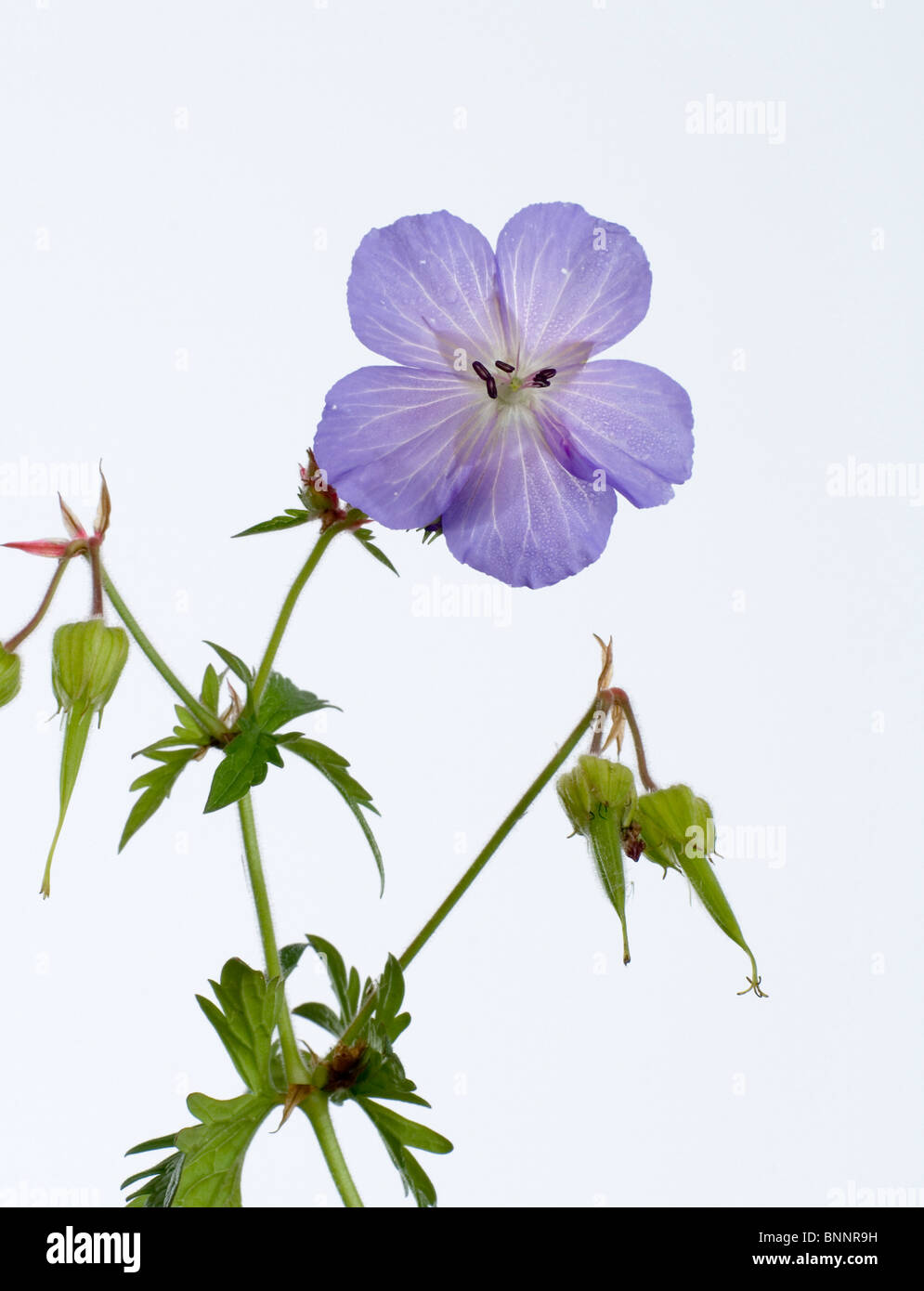 geranium geranium pratense flower cut out cut out Stock Photo - Alamy