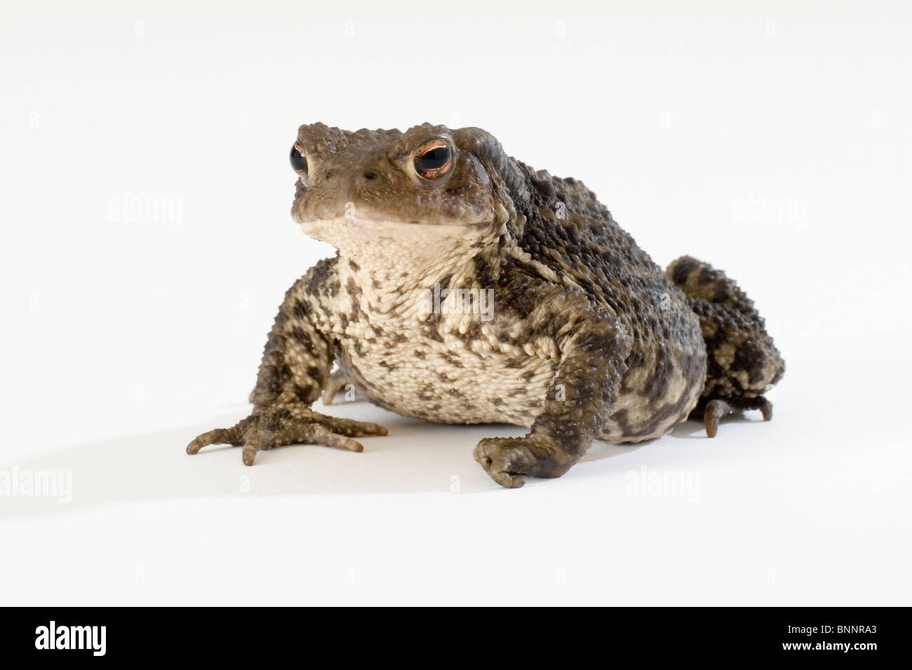 Common toad Bufo bufo cut out toad Stock Photo - Alamy