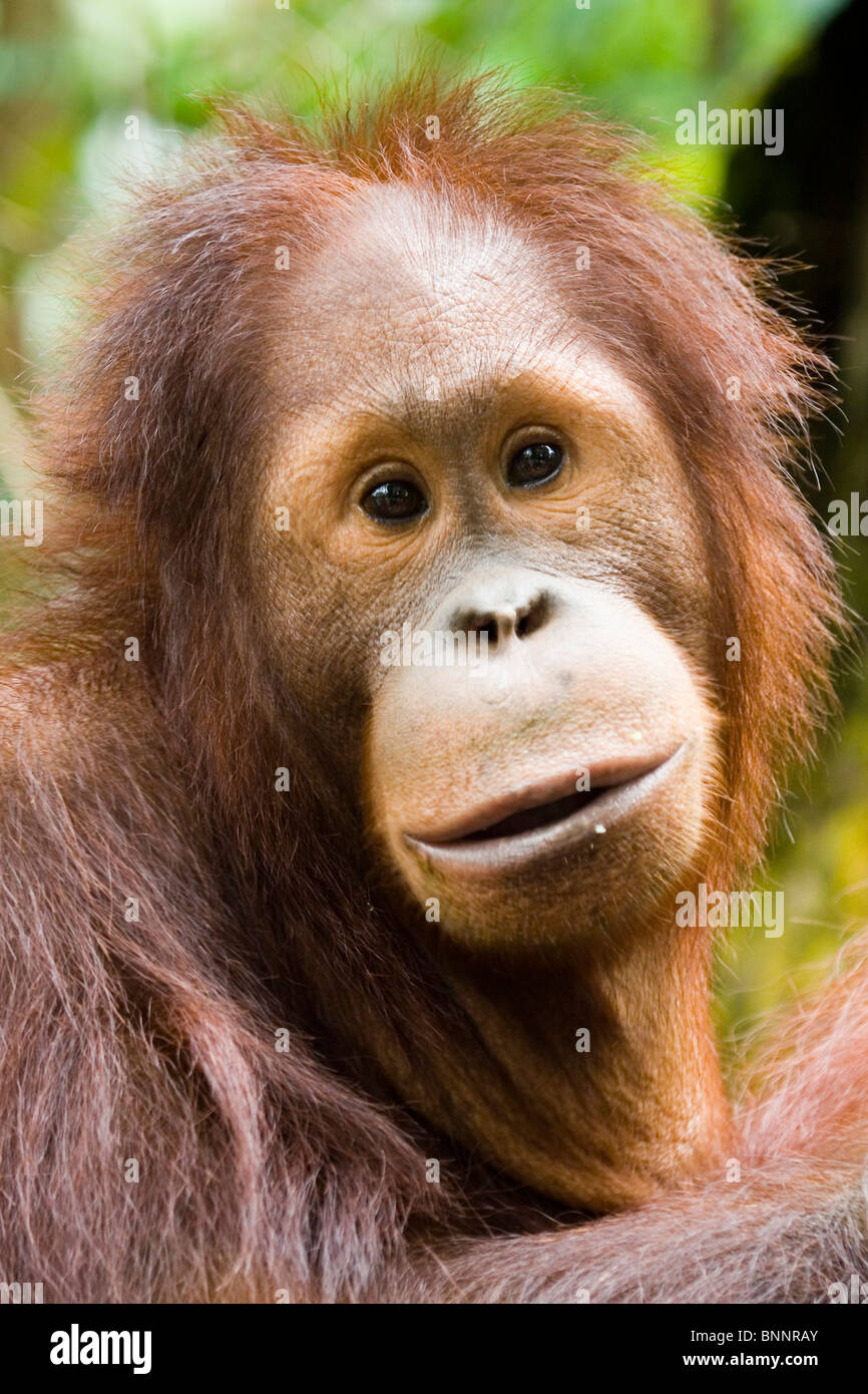 Orang Utan zoo Singapore Asia animal beast monkey Stock Photo - Alamy