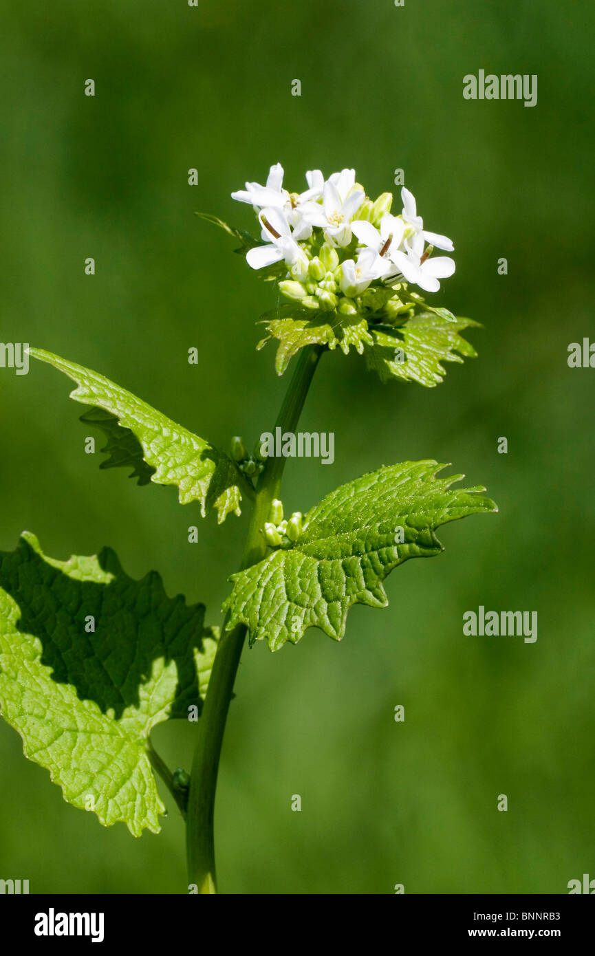 hedge garlic Alliaria petiolata garlic mustard plant Stock Photo - Alamy