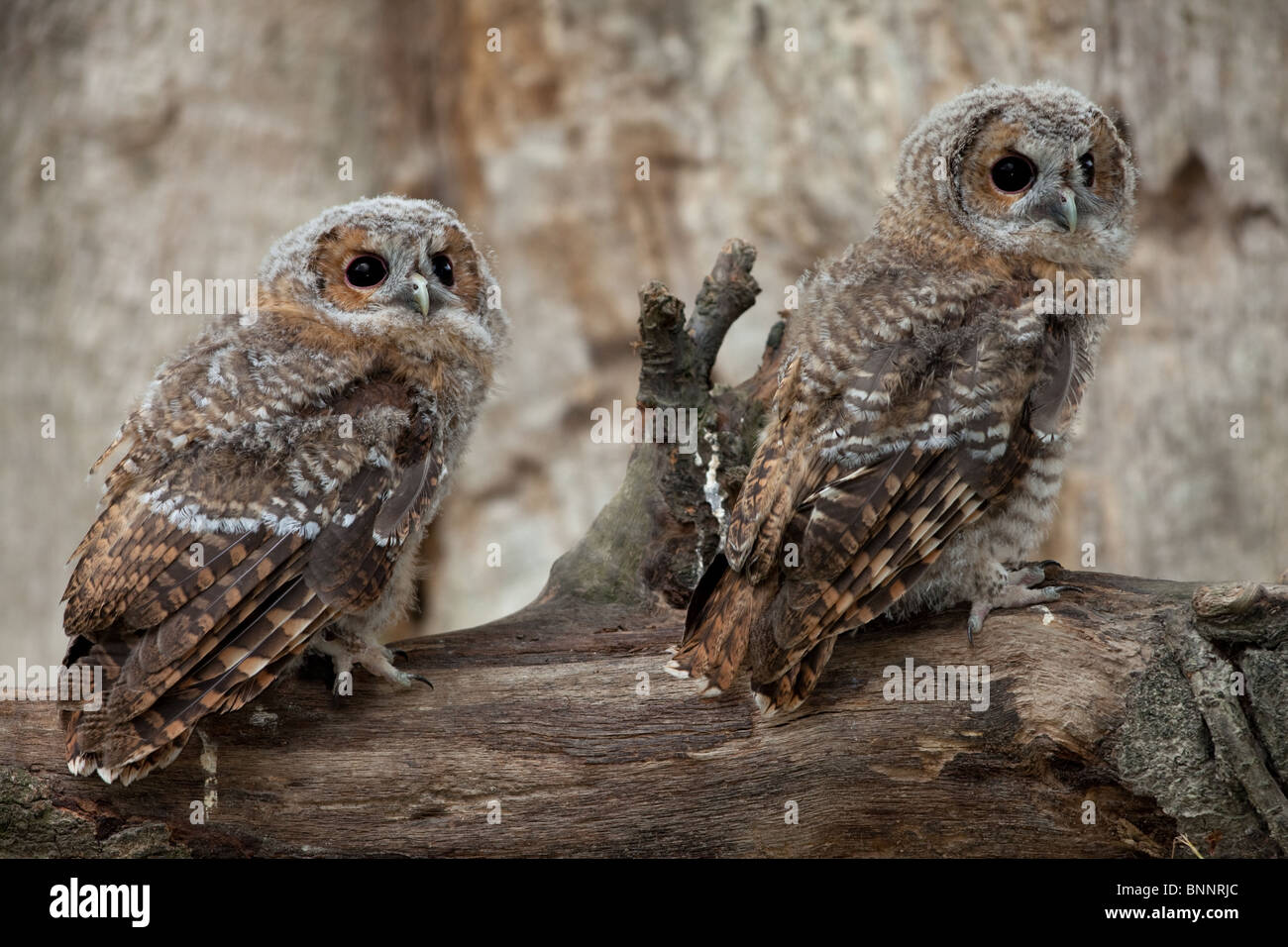 Pair Of Tawny Owl Chicks Strix Aluco On Fallen Tree Stump Controlled