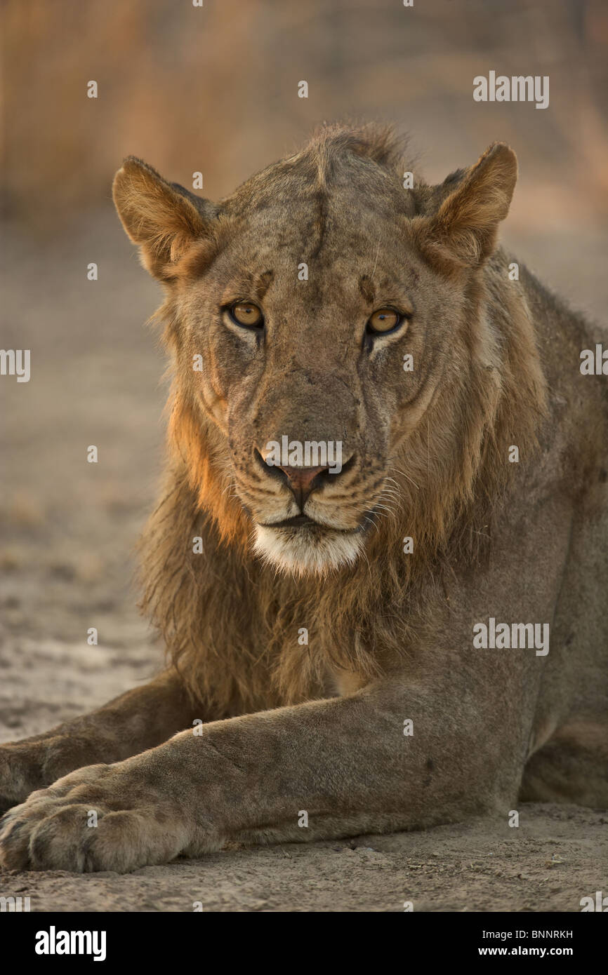 Young male lion looking straight into the lens Stock Photo - Alamy