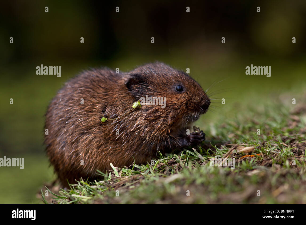 Side profile of a Water Vole Arvicola terrestris, UK. (captive Stock ...
