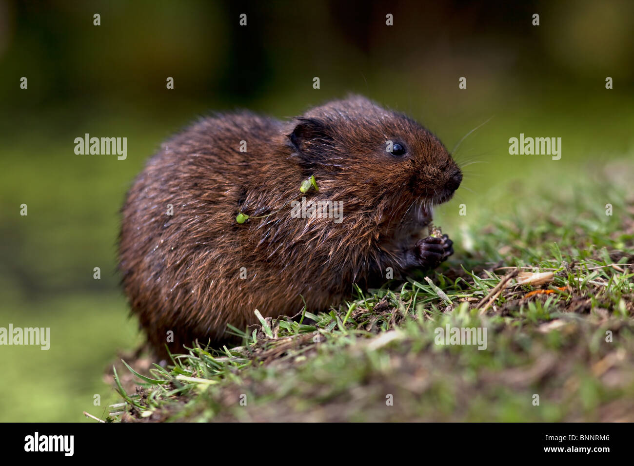 Side profile of a Water Vole Arvicola terrestris, UK. (captive Stock ...