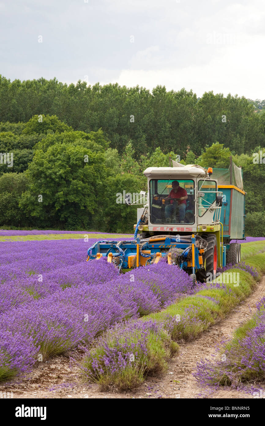 Mechanical harvesting of Lavender Castle Farm next to A225 between ...
