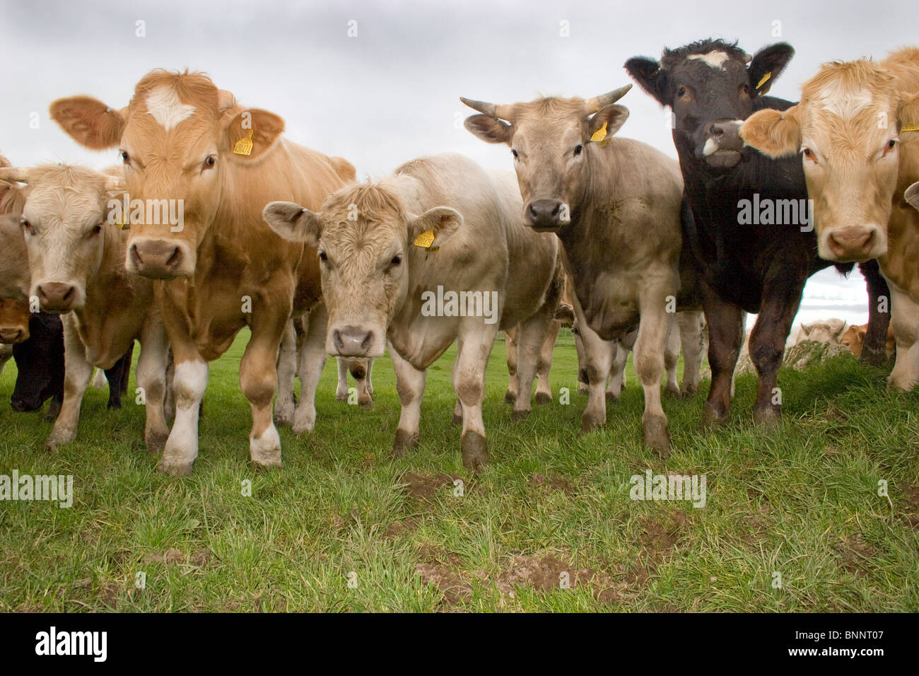 Galloway cows hi-res stock photography and images - Alamy