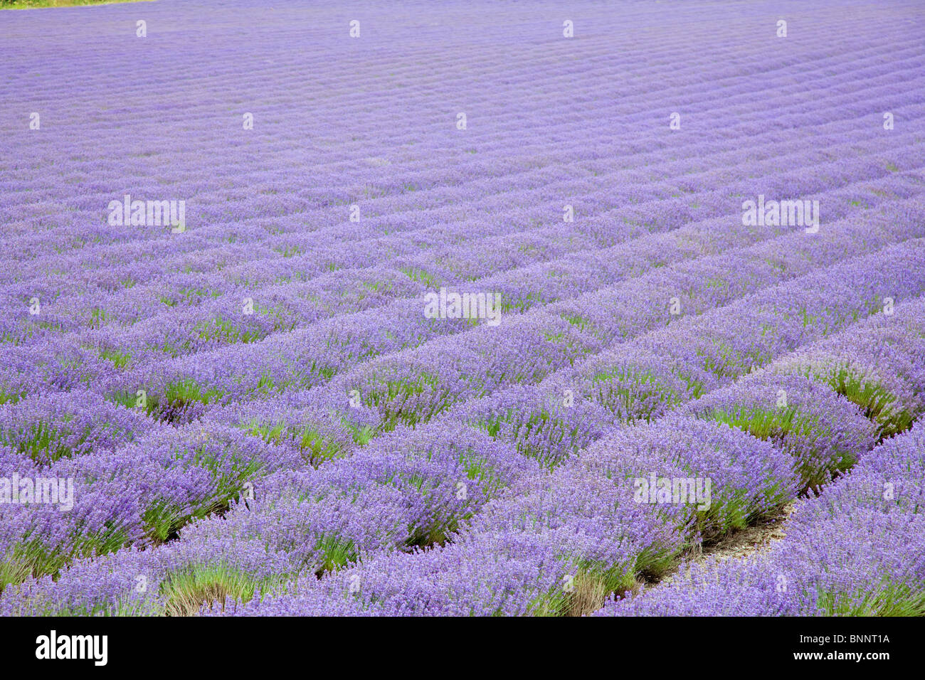 Lavender field at Castle Farm next to A225 between Eynsford and ...