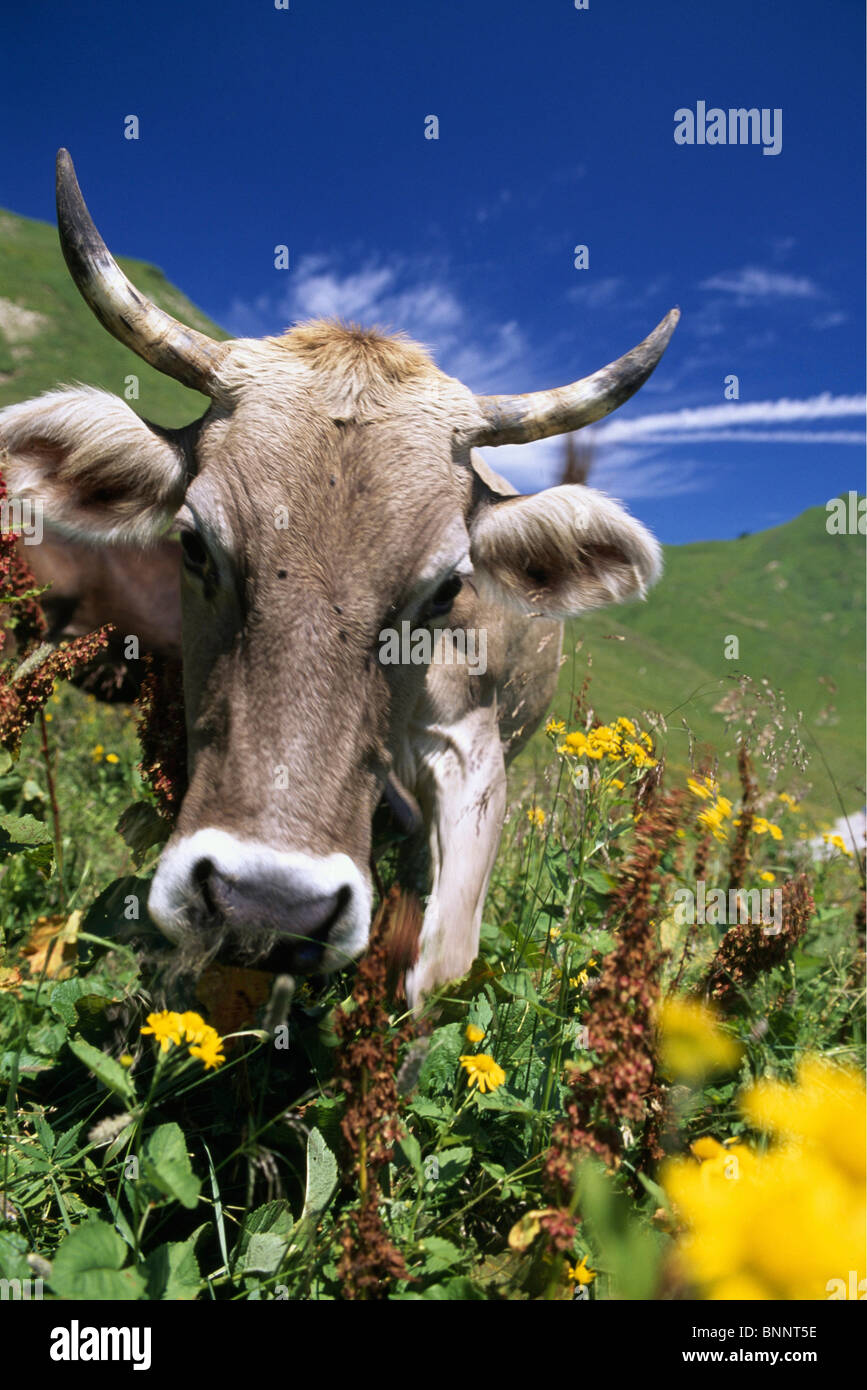 Allgaeu Allgäu Alpine grassland Alpine grasslands Bavaria mountain ...
