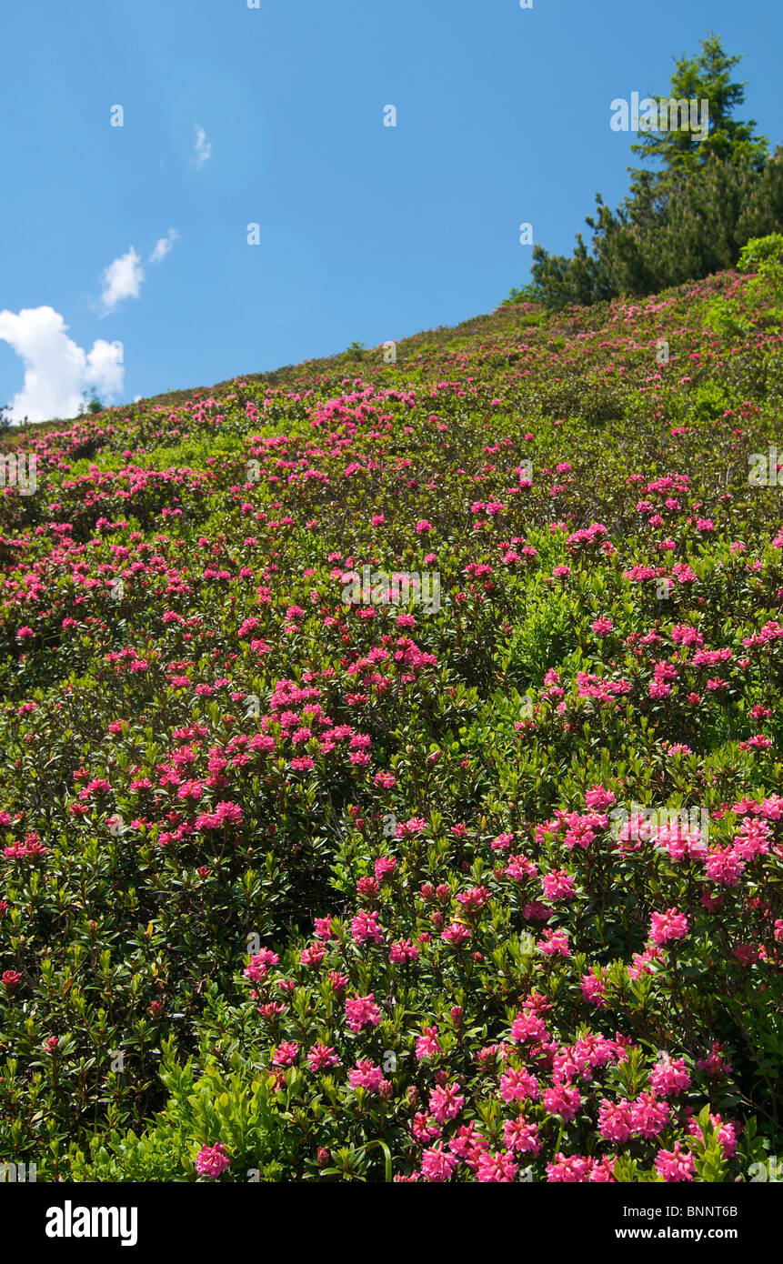 Allgaeu Allgäu Bavaria Germany Alpine roses rhododendron Alpine flowers ...