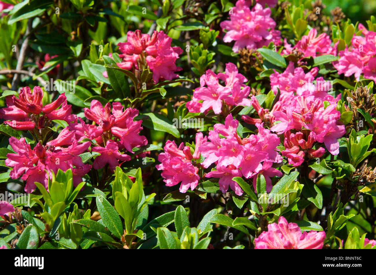 Allgaeu Allgäu Bavaria Germany Alpine roses rhododendron Alpine flowers ...