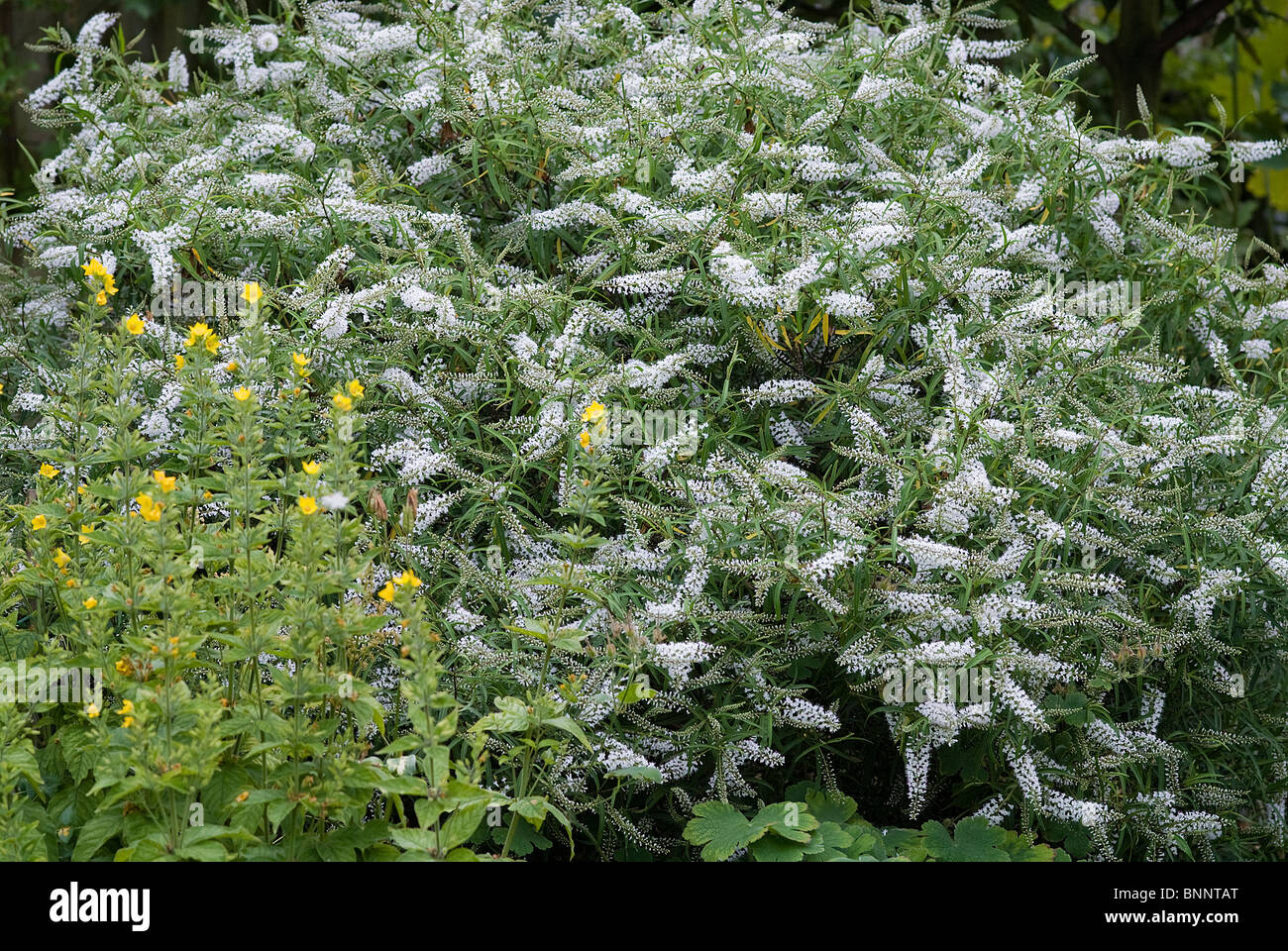 White flowered hebe hi-res stock photography and images - Alamy