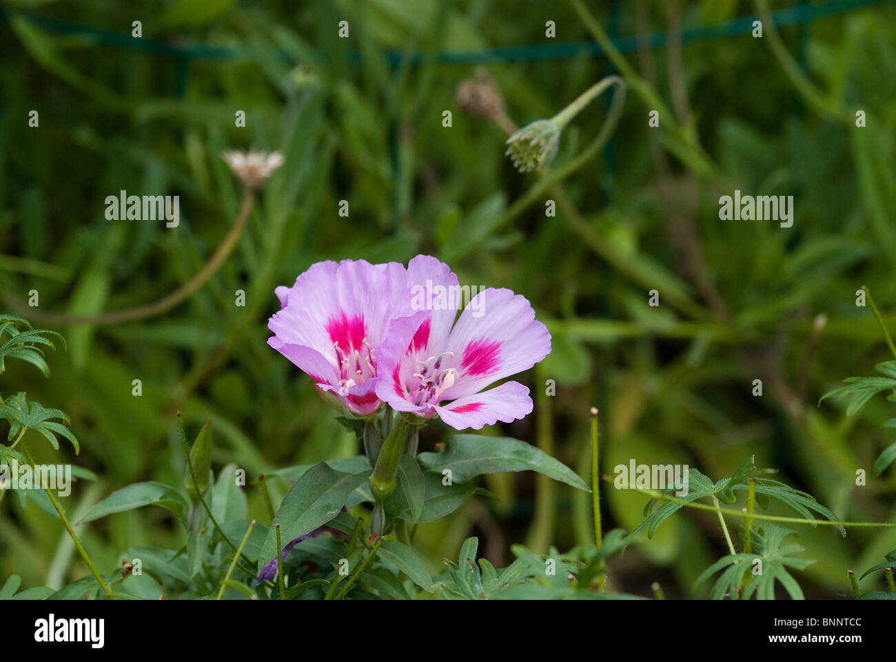 Godetia Flower High Resolution Stock Photography and Images - Alamy