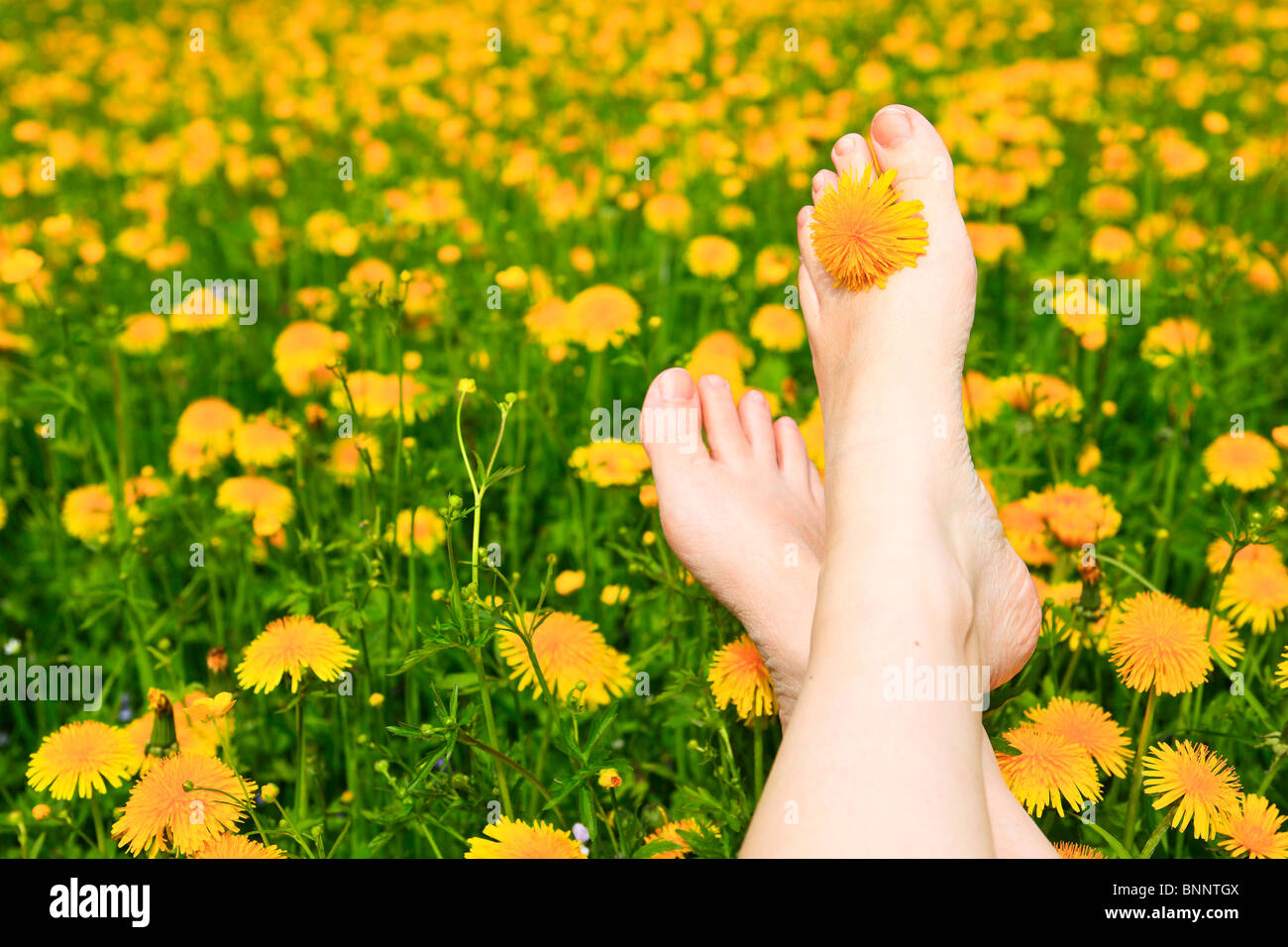 Leg flowers flower field Flower meadow Blossom Flourish Smell ...