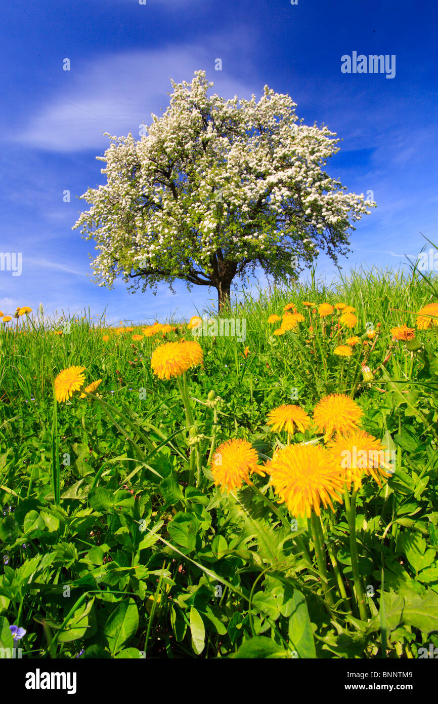agrarian apple apple tree apple tree blossom flourish tree blossom ...