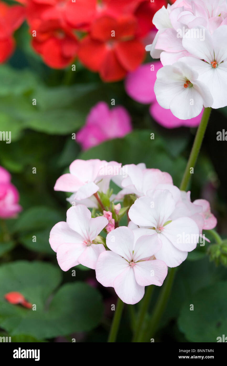 CLose up of pink geraniums Stock Photo - Alamy