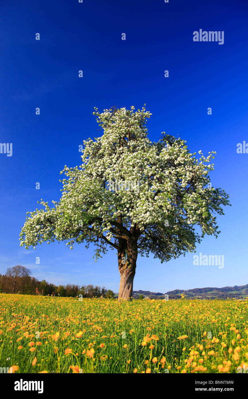 Fruit tree bulbs hi-res stock photography and images - Alamy