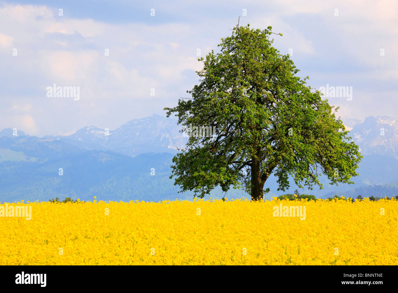 agrarian tree mountain mountains mountain panorama pear tree pear light ...