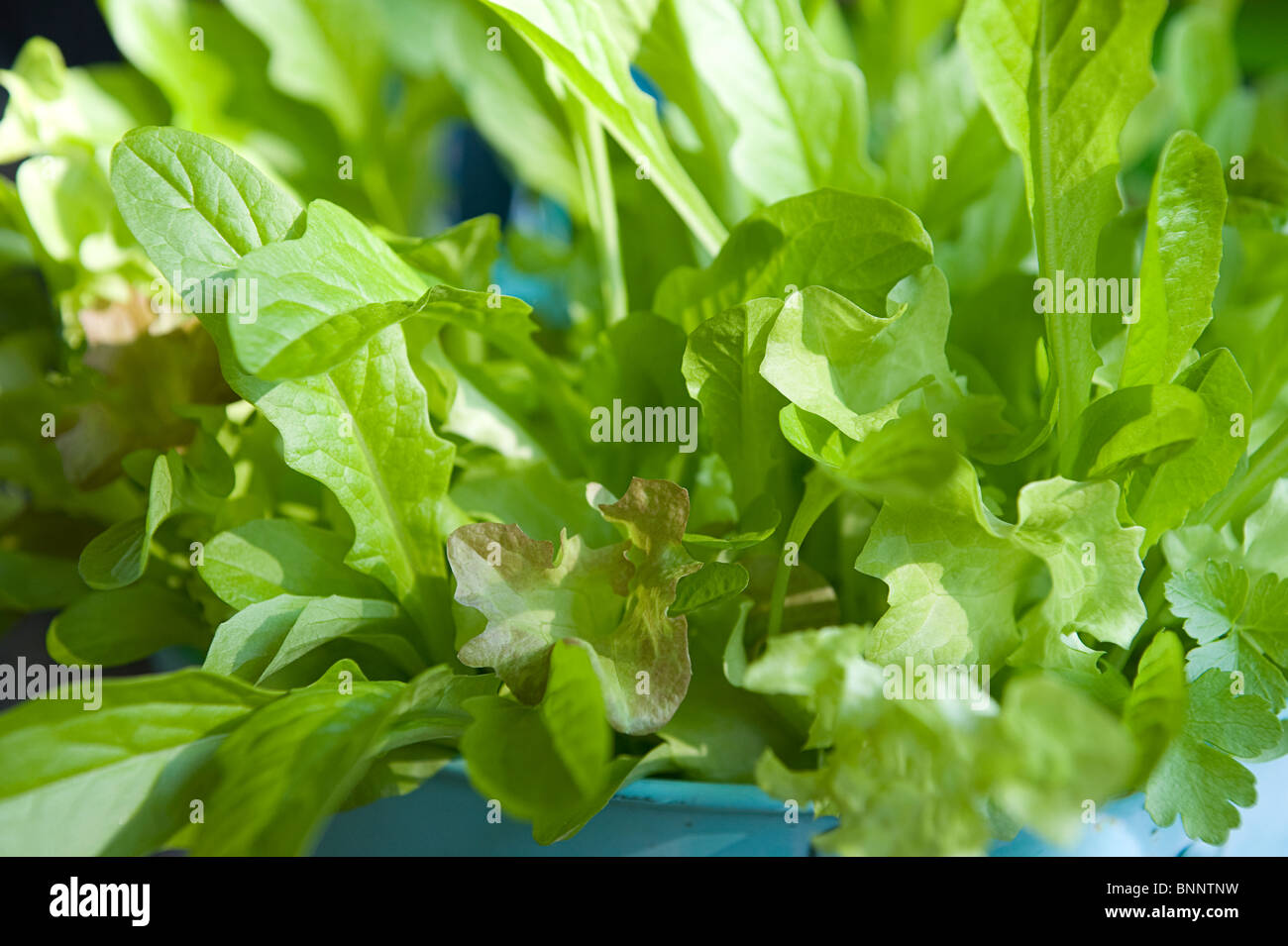 Living salad hi-res stock photography and images - Alamy