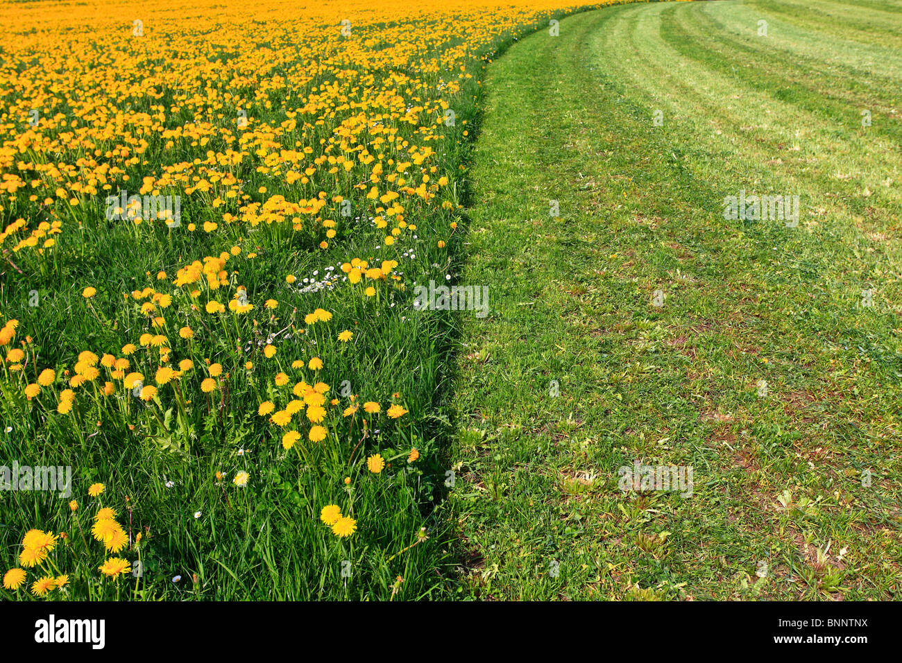 Flowers flower field flower meadow blossom flourish smell field spring ...