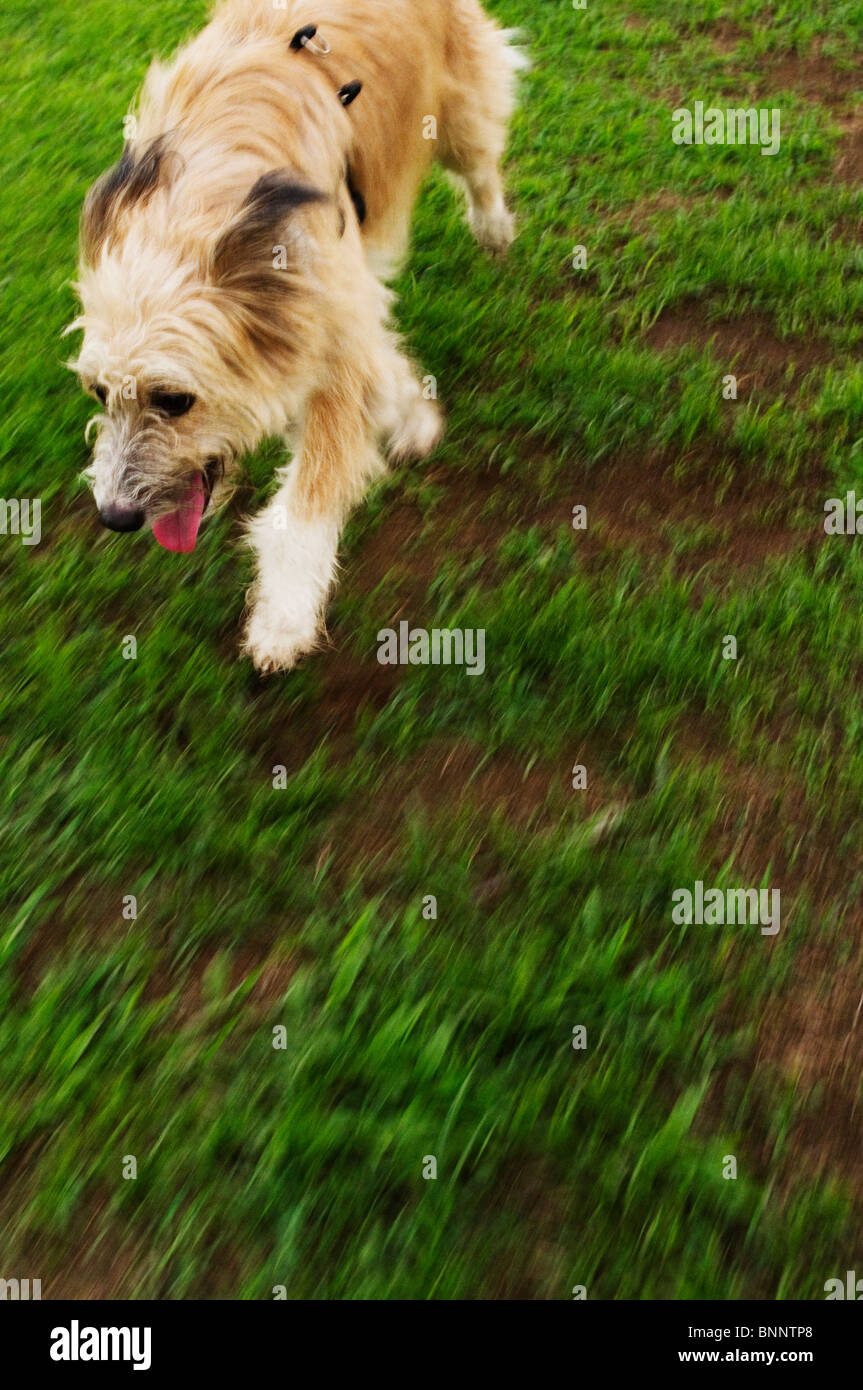 Running dog hi-res stock photography and images - Alamy