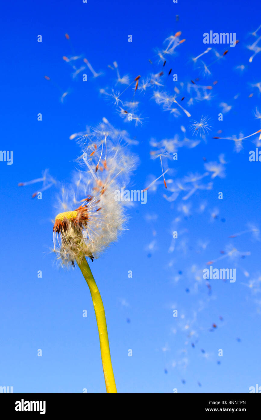 Detail flora flight reproduction sky ease air draft dandelion macro ...