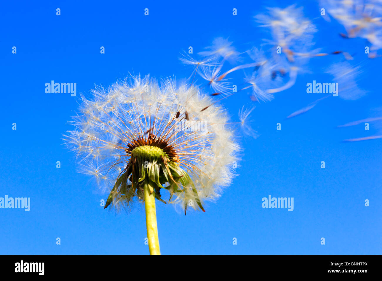 Detail flora flight reproduction sky ease air draft dandelion macro ...