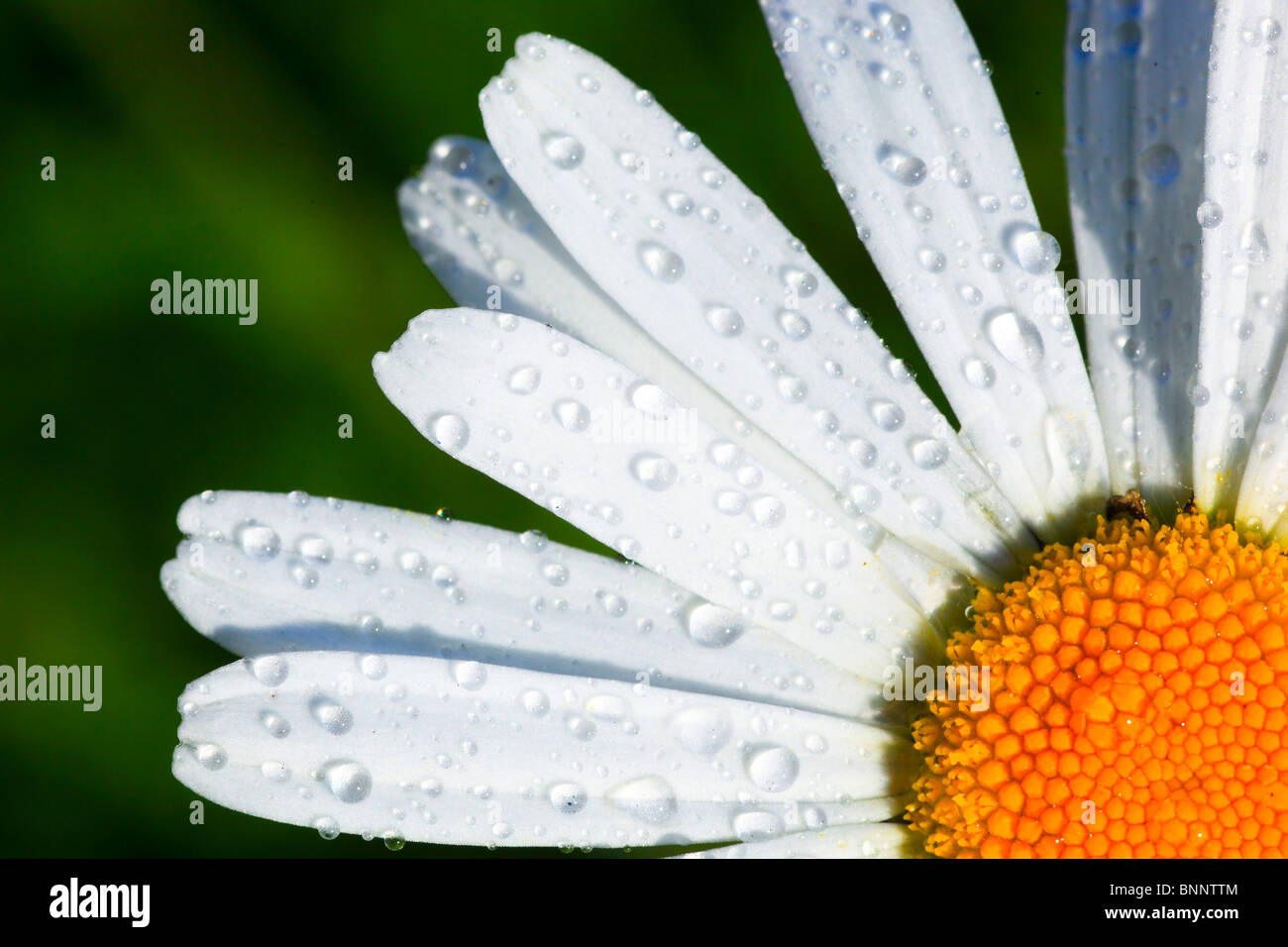 Blossom flourish petal petals detail color field humidity moisture ...