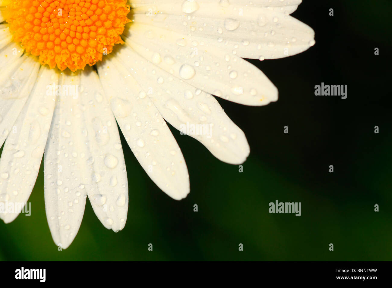 Color field hi-res stock photography and images - Alamy