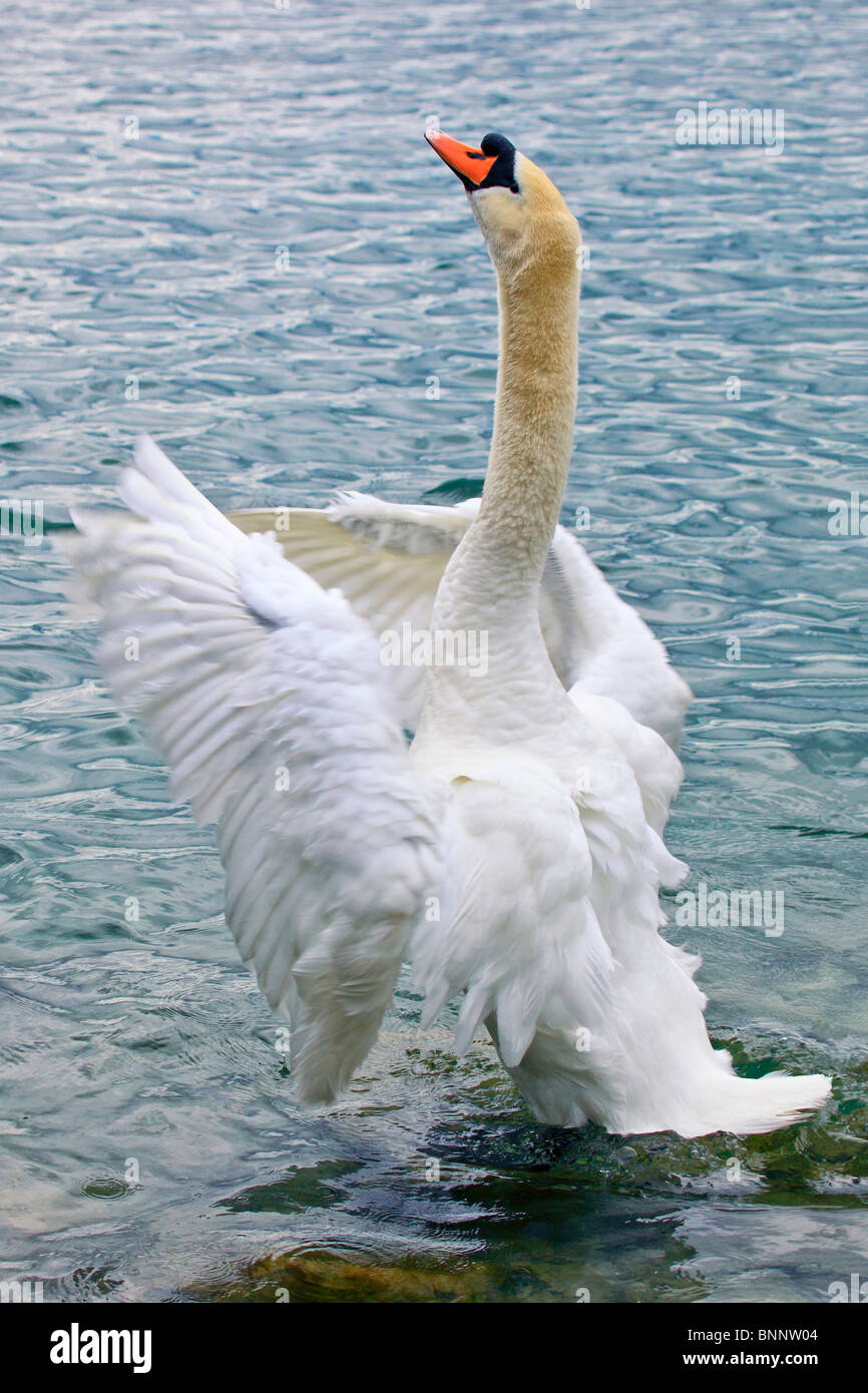 Brood Cygnus olor egg eggs feather spring wing flapping of wings spring ...