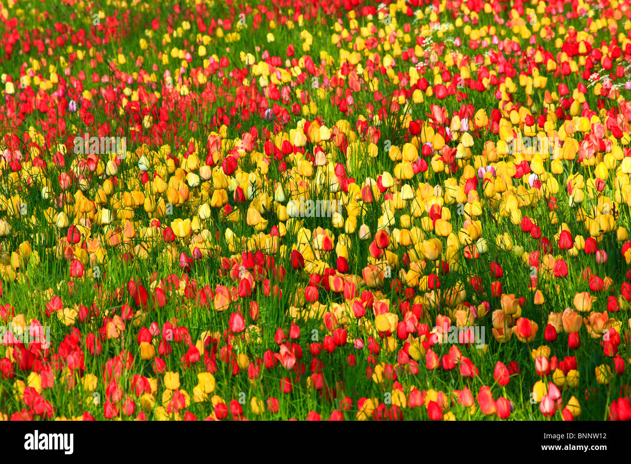 Flowers flowers blossom flourish flower splendour flower magic Germany ...