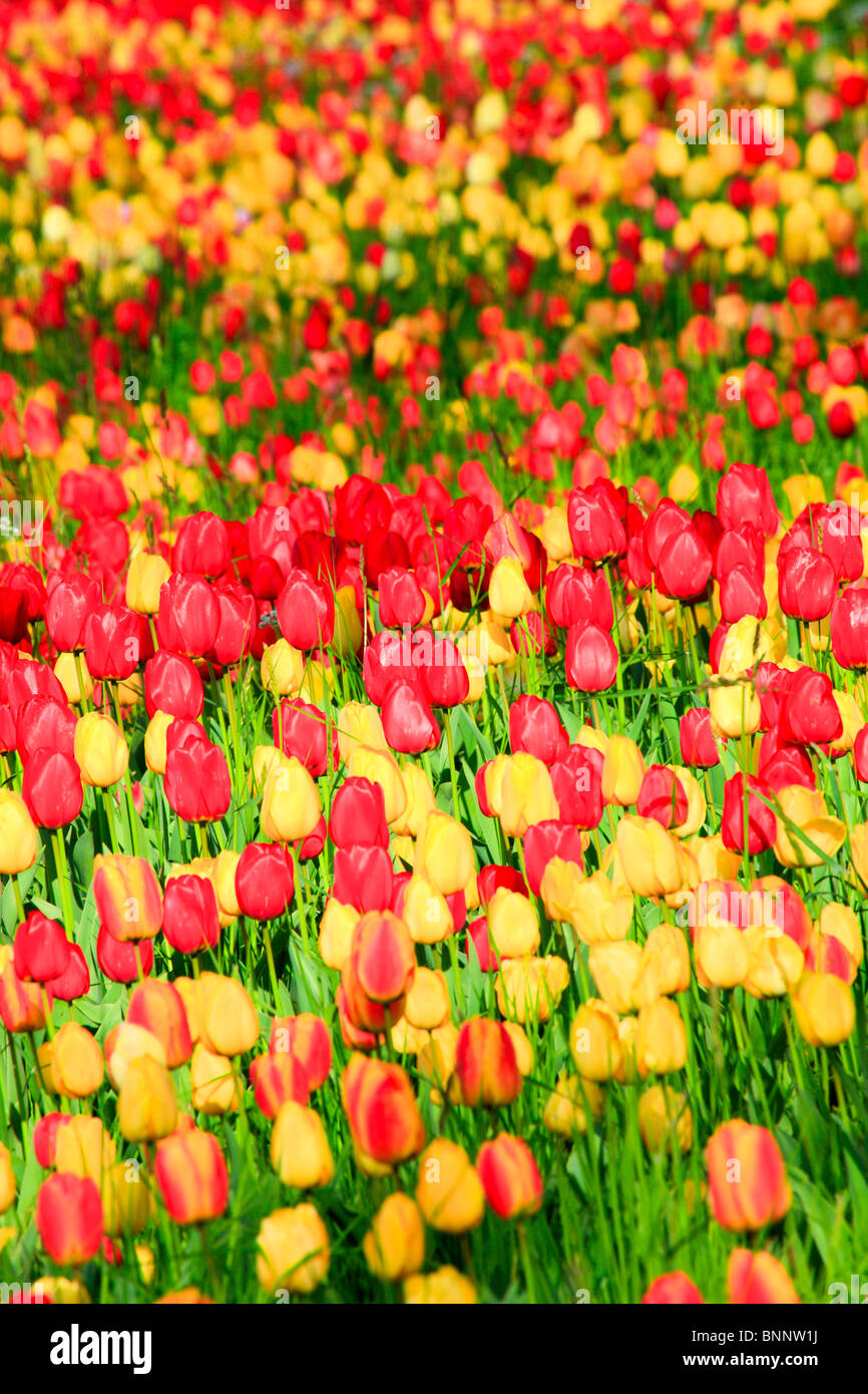 Flowers flowers blossom flourish flower splendour flower magic Germany ...