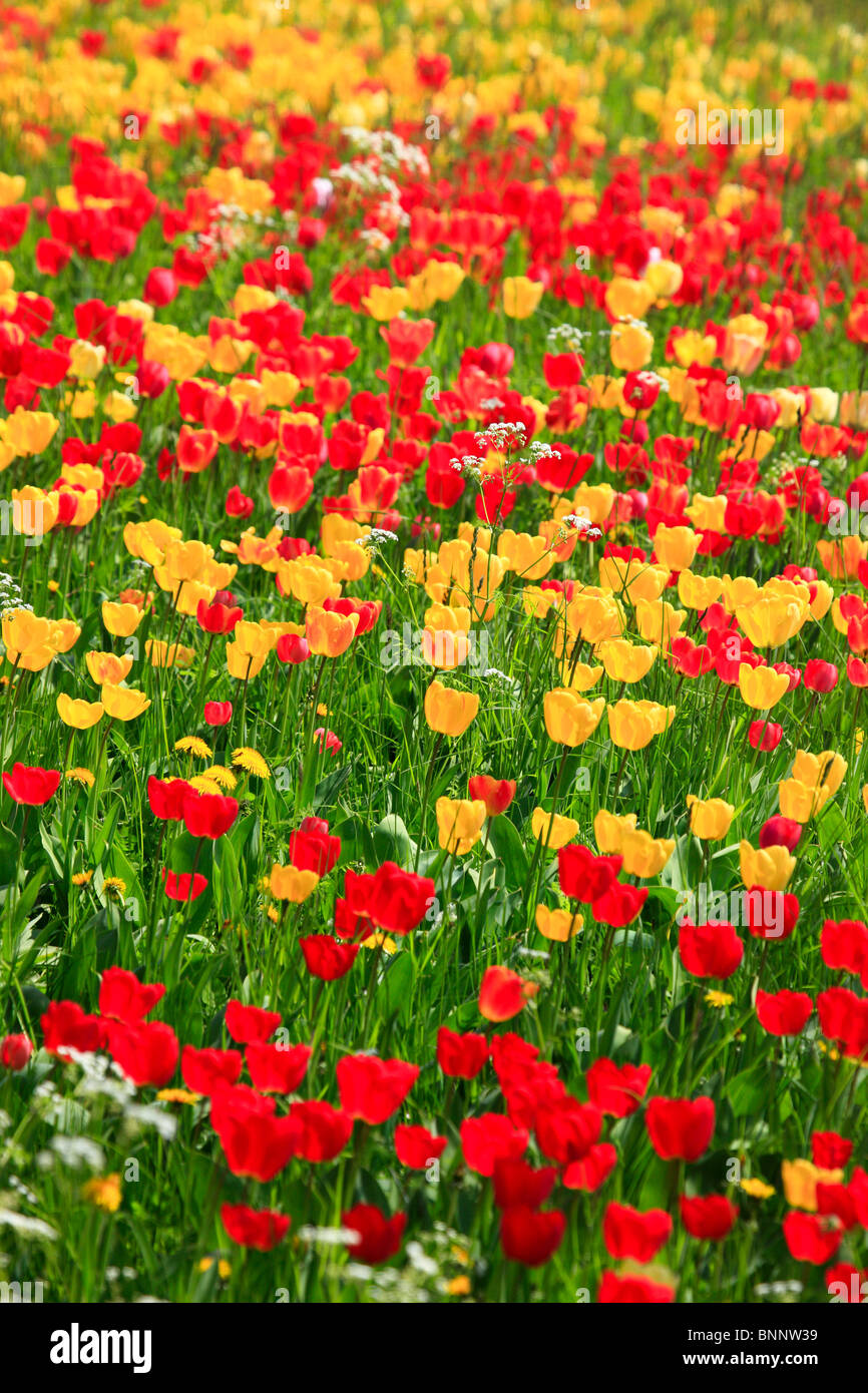 Flowers blossom flourish flower splendour flower magic Germany field ...