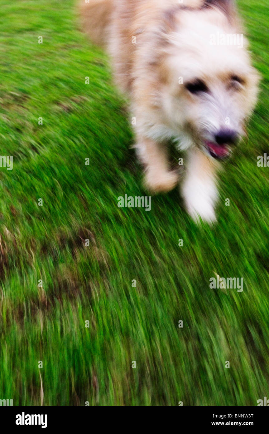 Pet motion blur hi-res stock photography and images - Alamy