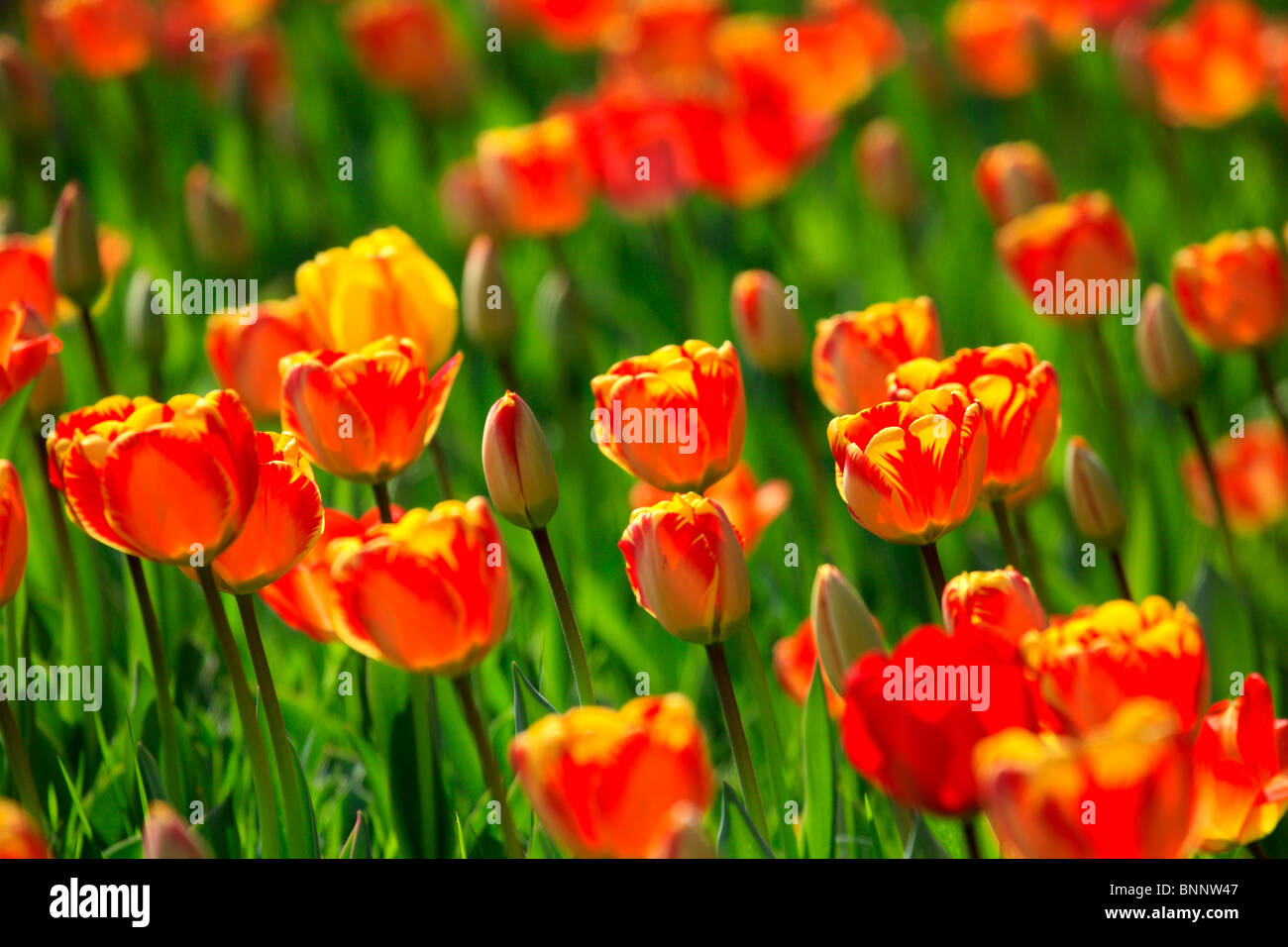 Flowers blossom flourish flower splendour Germany field freshness ...