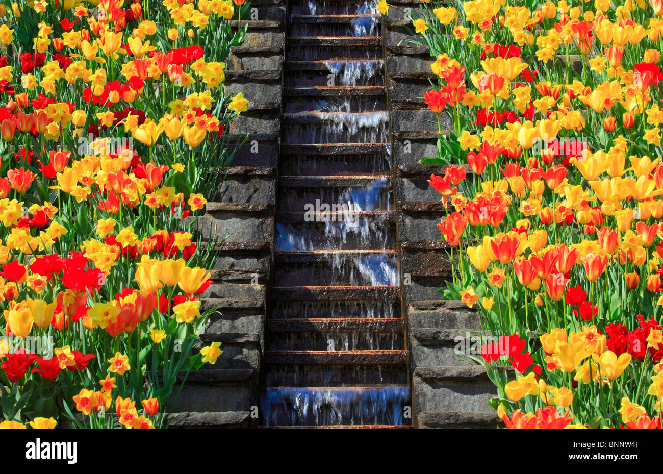 Flowers blossom flourish flower splendour Germany field freshness ...