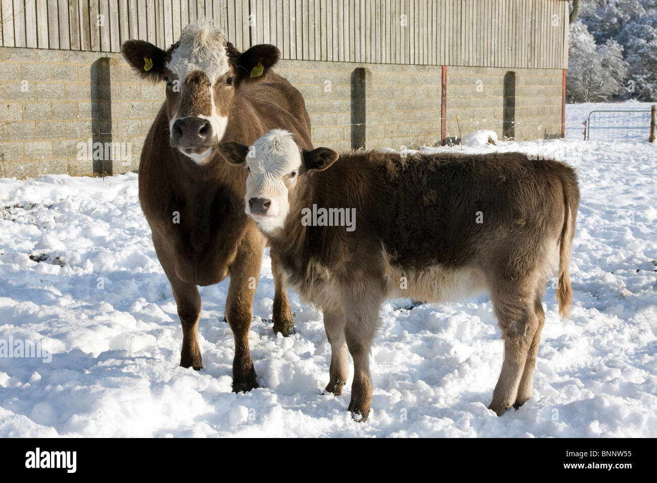 Dairy farm cow snow winter hi-res stock photography and images - Alamy