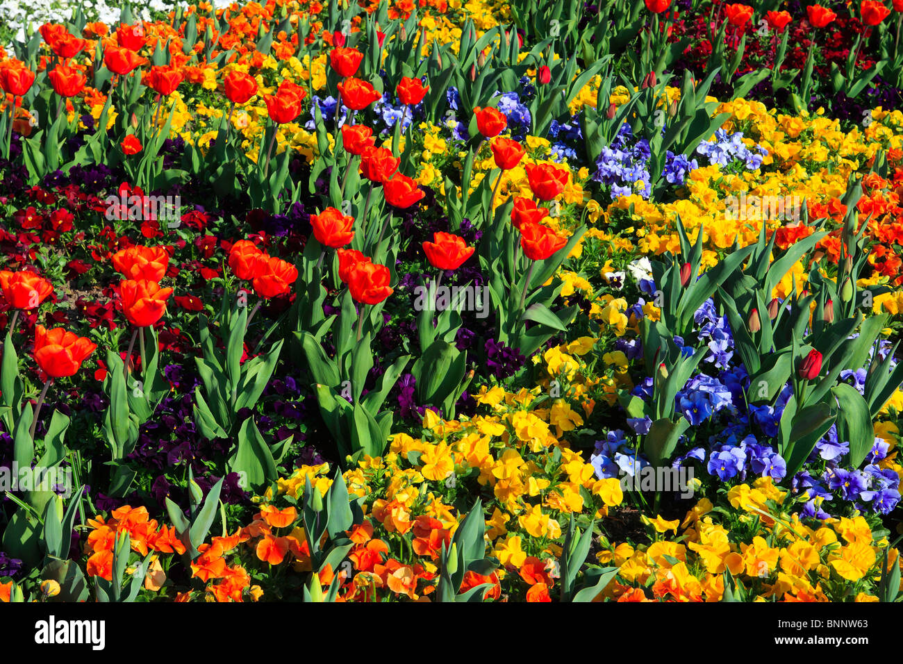 Cutting Part flowers blossom flourish flower splendour flower magic ...