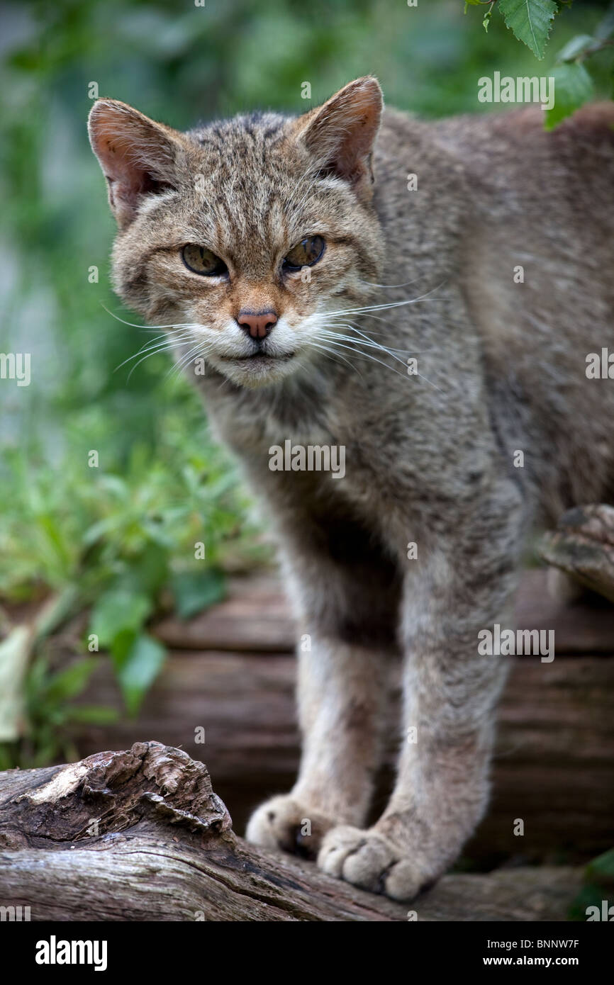 Scottish Wildcat felis silvestris grampia, UK. (captive Stock Photo - Alamy
