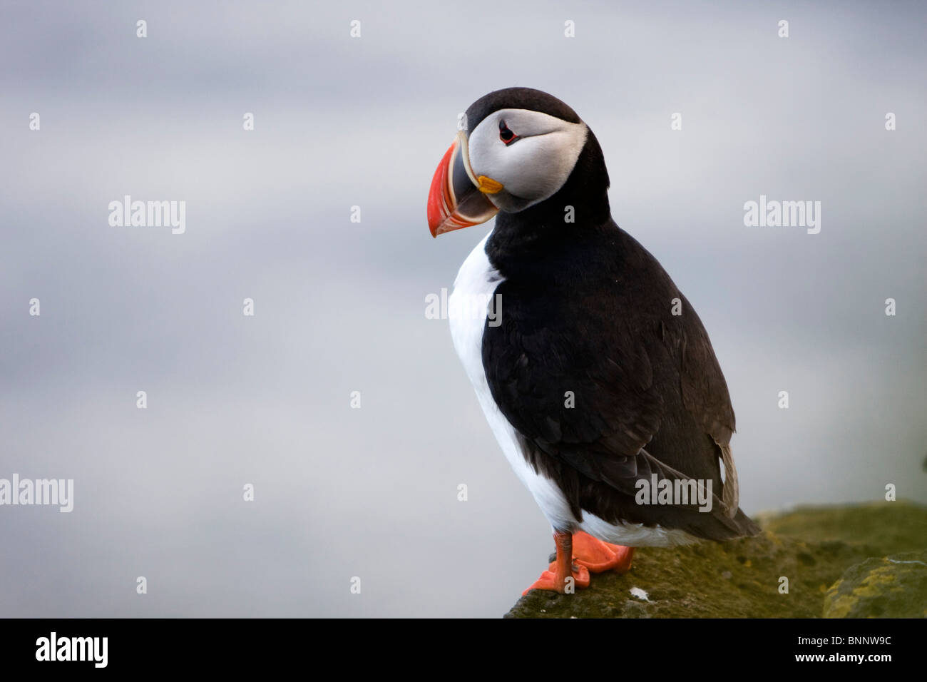 Puffin sitting on a rock Stock Photo - Alamy