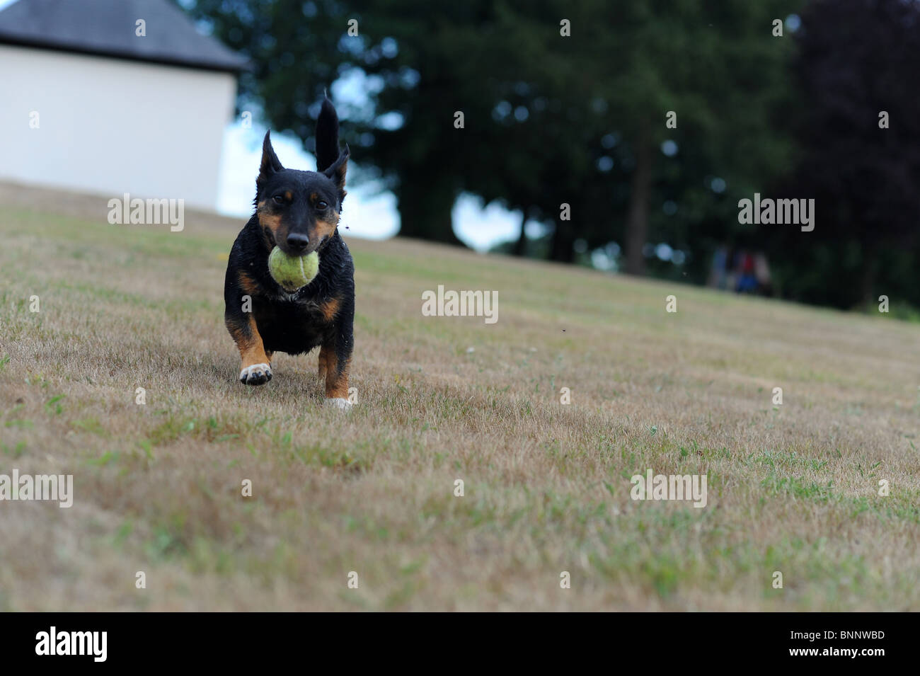 small dog running fast with tennis ball Stock Photo - Alamy