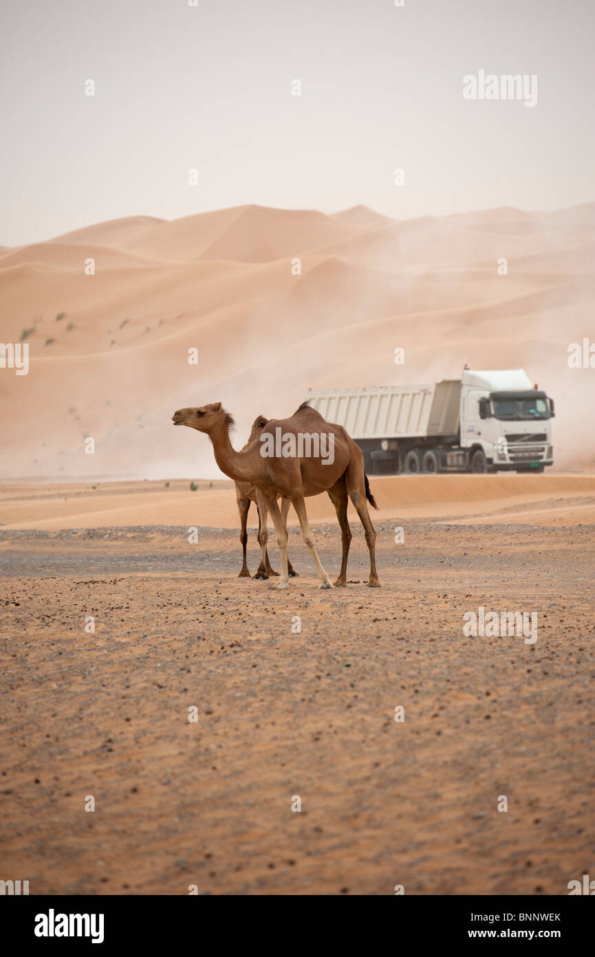 Arabian dromedary camels (camelus dromedarius) in the desert sand of ...