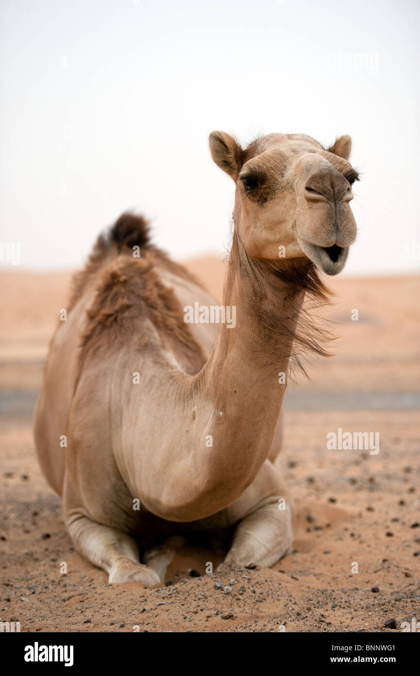 Arabian dromedary camels (camelus dromedarius) in the desert sand of ...