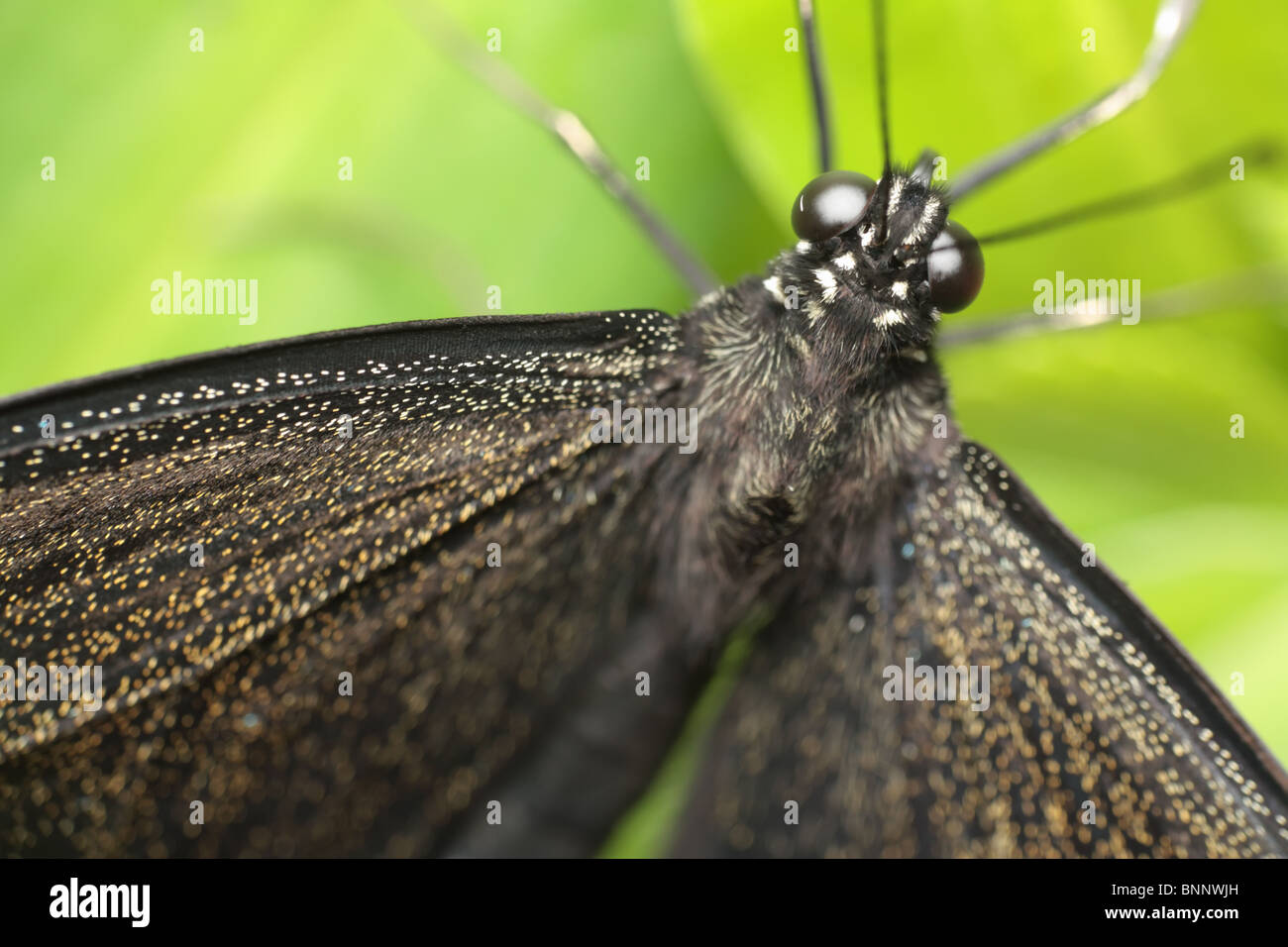 Orchard swallowtail butterfly hi-res stock photography and images - Alamy