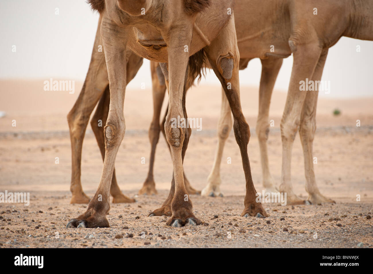 Arabian dromedary camels (camelus dromedarius) in the desert sand of ...