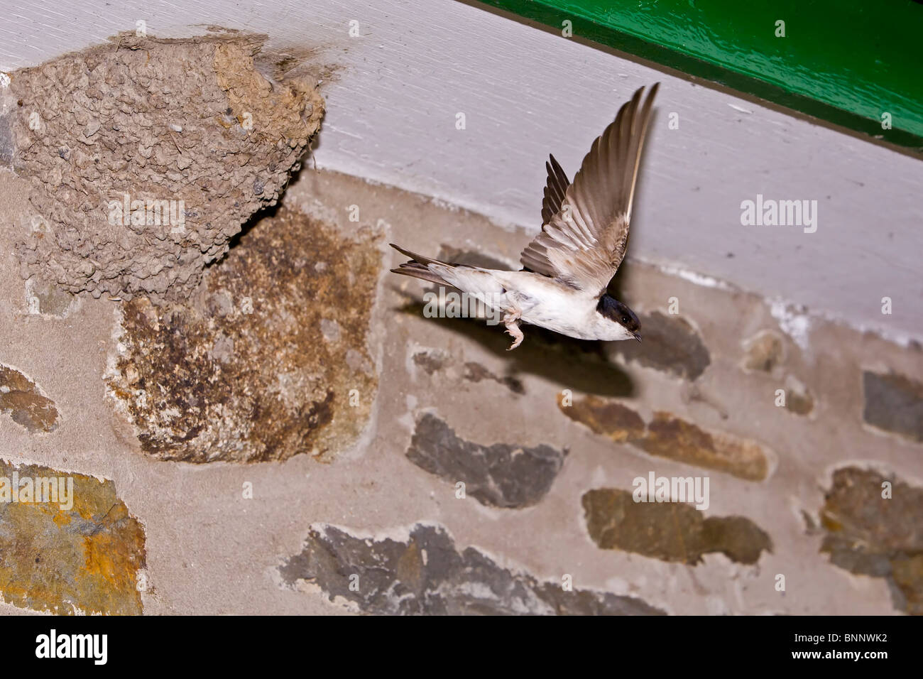 House Martin flying from the nest after feeding it's young Stock Photo ...