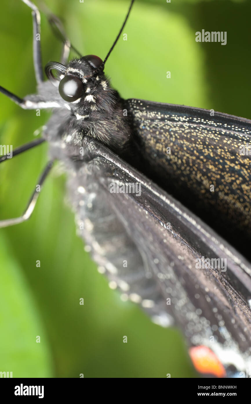 Pretty butterflies up close hi-res stock photography and images - Alamy