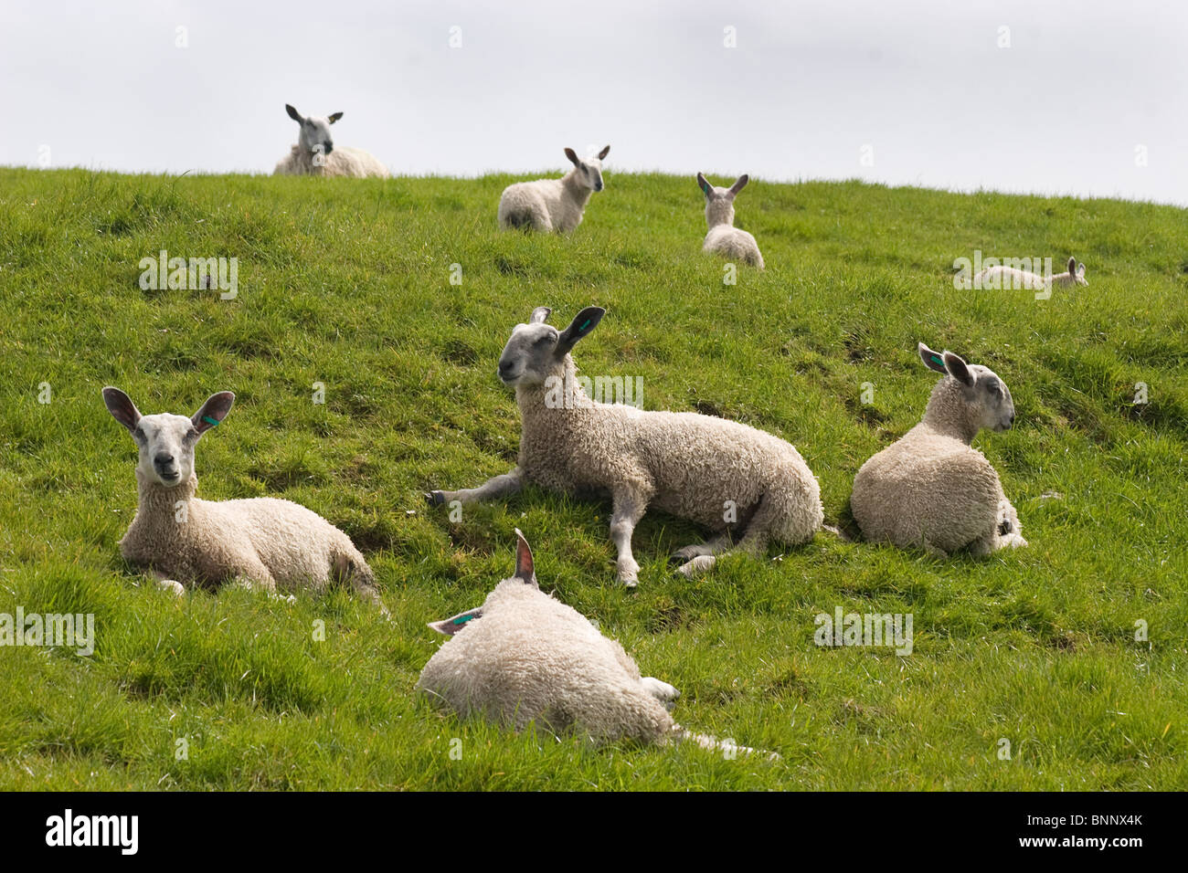 Sheep lambing hi-res stock photography and images - Alamy