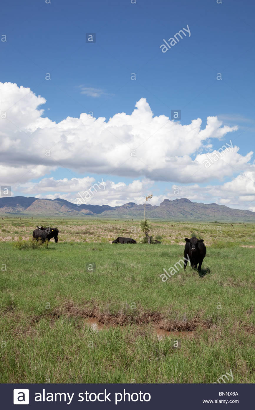 Desert Cattle Stock Photos & Desert Cattle Stock Images - Alamy