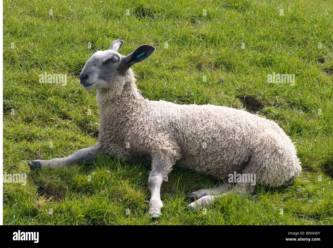 Blue faced leicester sheep hi-res stock photography and images - Alamy